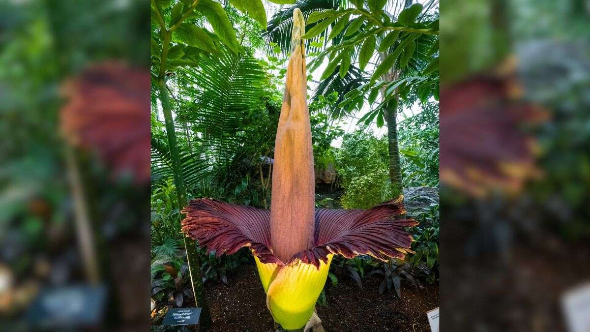 La llaman la 'flor cadáver' y es la planta más apestosa del mundo ...